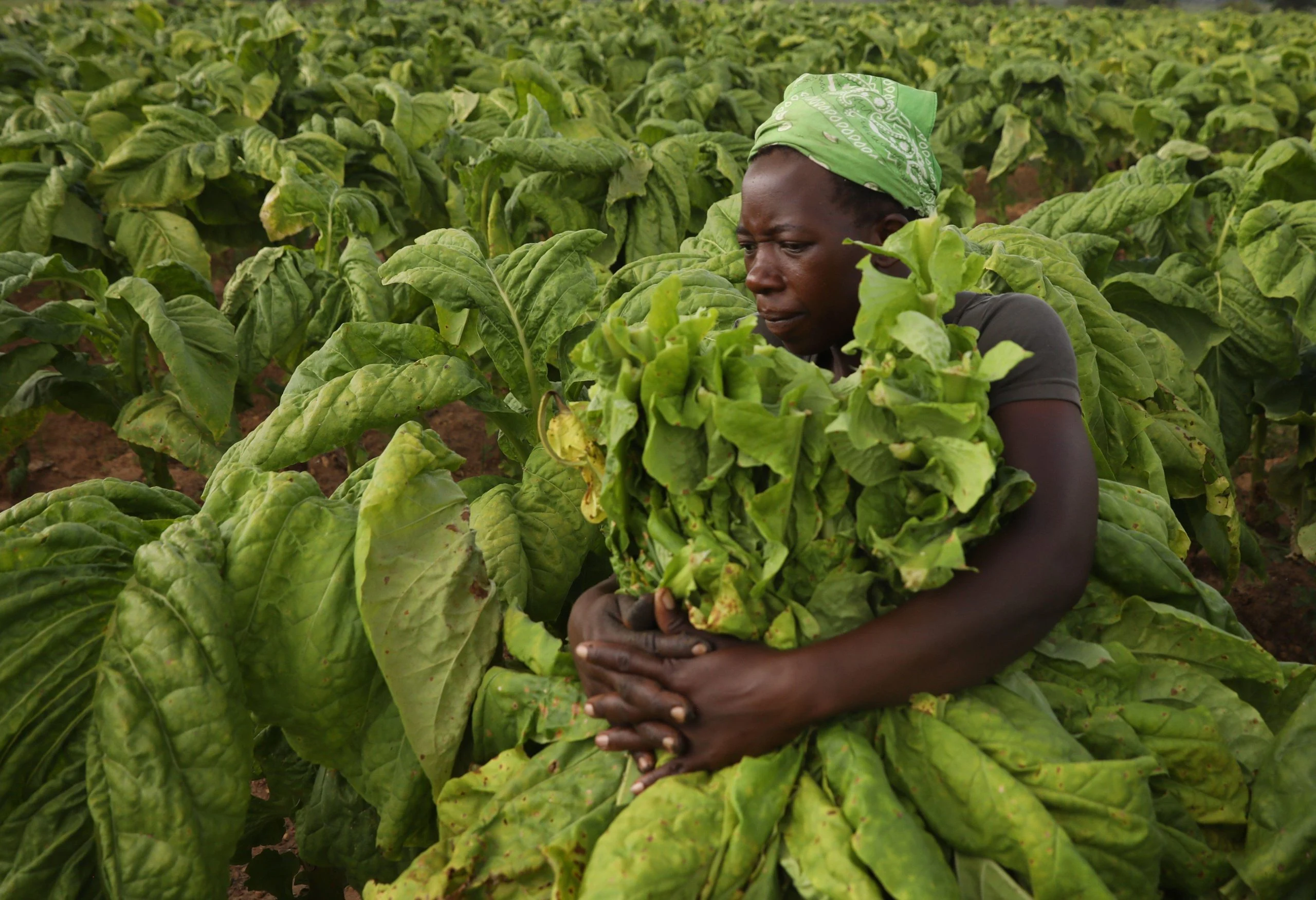 Sacmar Leaf Tobacco - Delivering premium tobacco products to ...